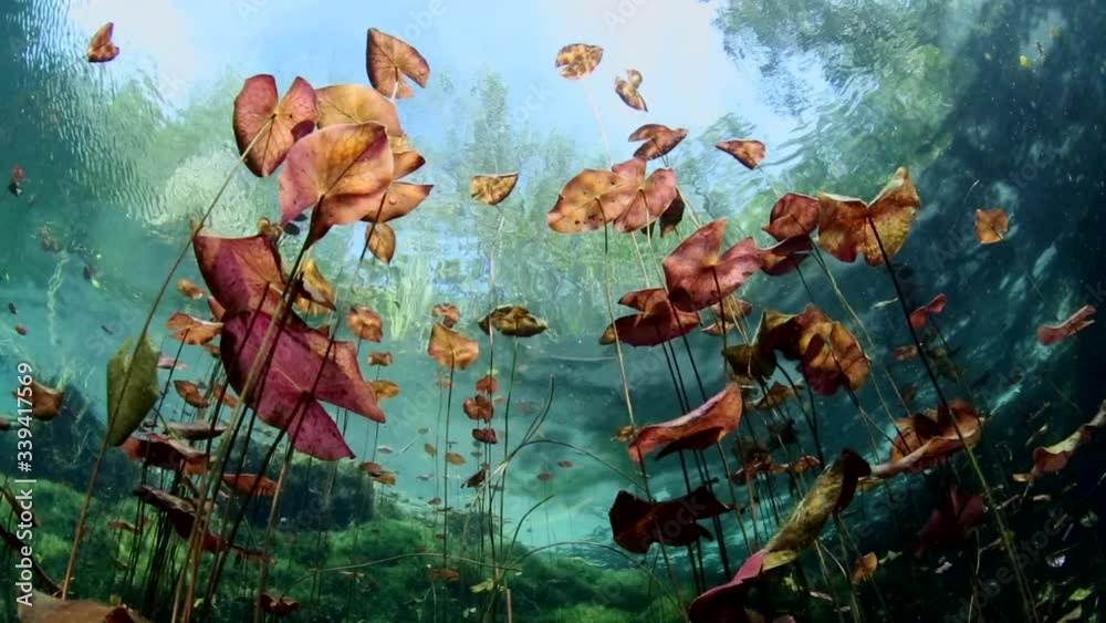 Underwater scenery of fresh water pond with lily pad in Rivera maya ...