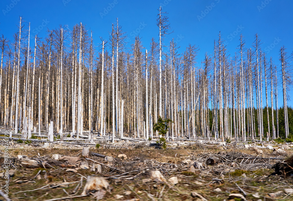 Dying forest in Germany. Through climate change, drought and bark ...