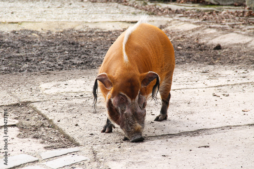 big male red river hog (Potamochoerus porcus, bush pig) in outdoor ...