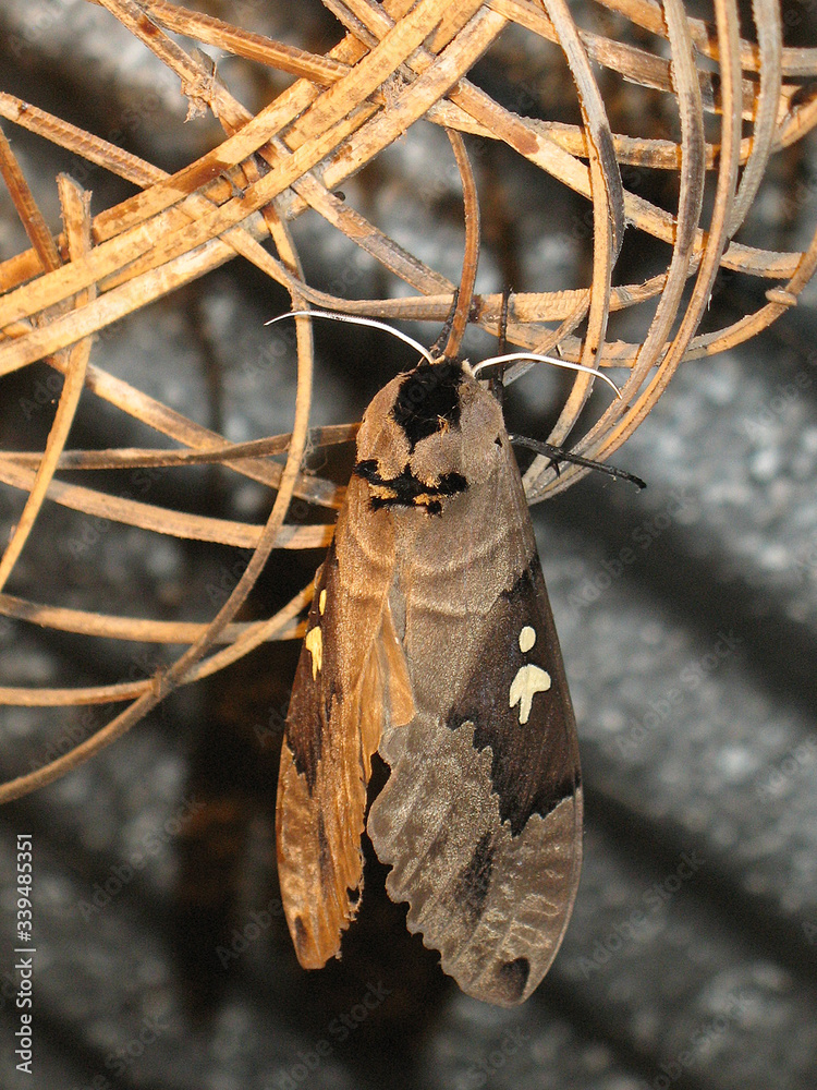 Lophostethus dumolinii is a moth of the family Sphingidae. It is known ...