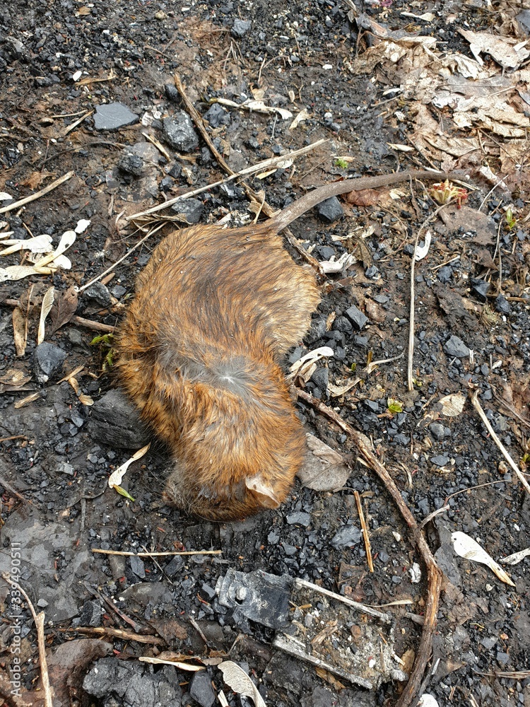 dead rat on the ground, rodent pests Stock Photo | Adobe Stock