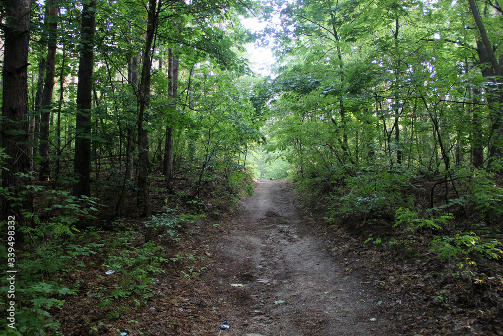 Beautiful summer landscape with the road in the forest. No people ...