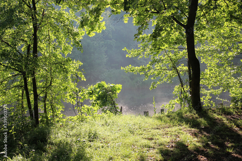Beautiful forest summer landscape: the lake in the rays of the morning ...