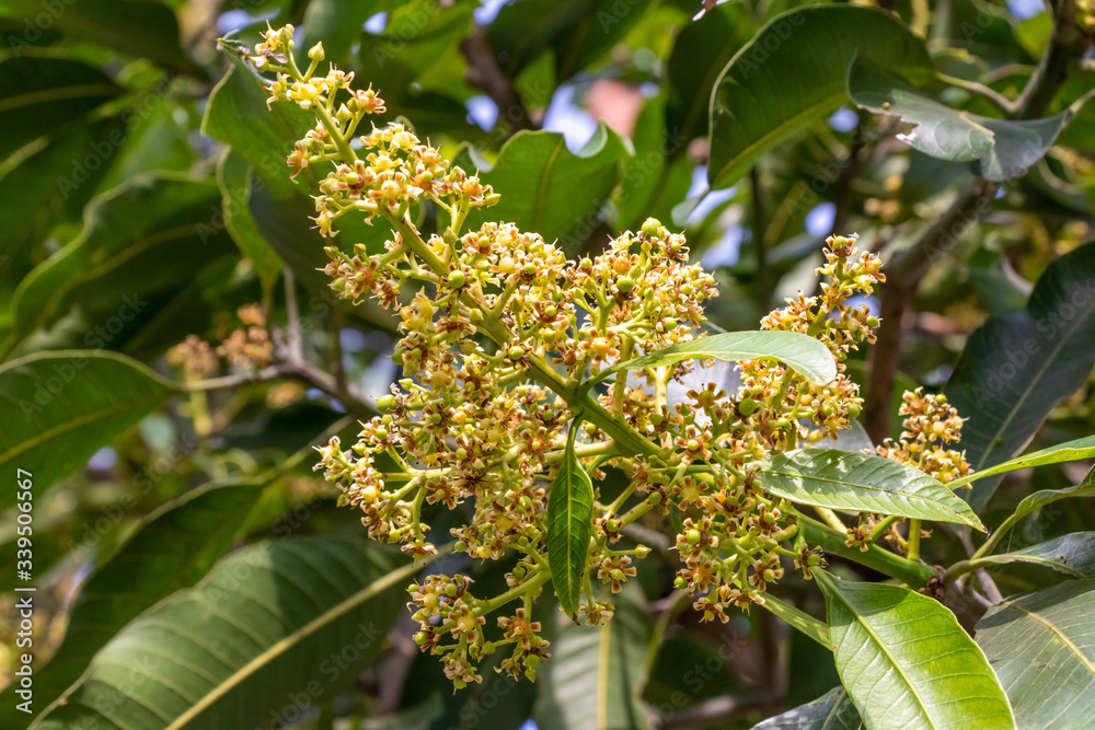 Mango tree flower, plant fruit nature growing flower of mangoes Stock ...
