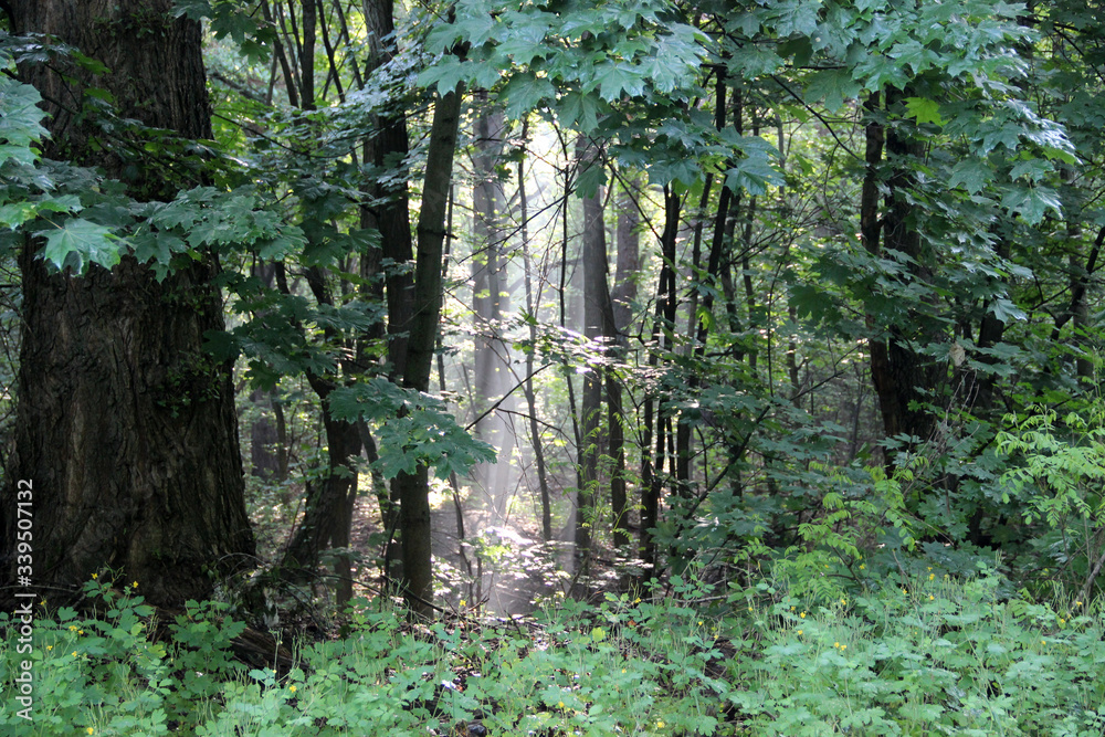Beautiful summer forest landscape in the morning sun rays. Sunrise in ...