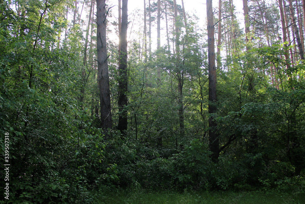 Beautiful summer forest landscape in the morning sun rays. Sunrise in ...