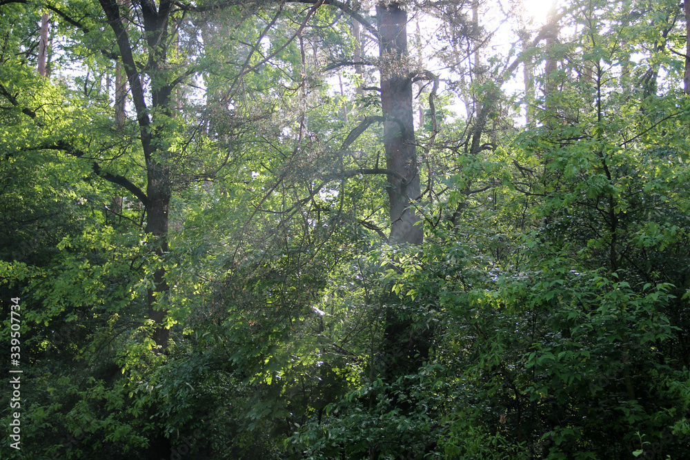 Beautiful summer forest landscape in the morning sun rays. Sunrise in ...