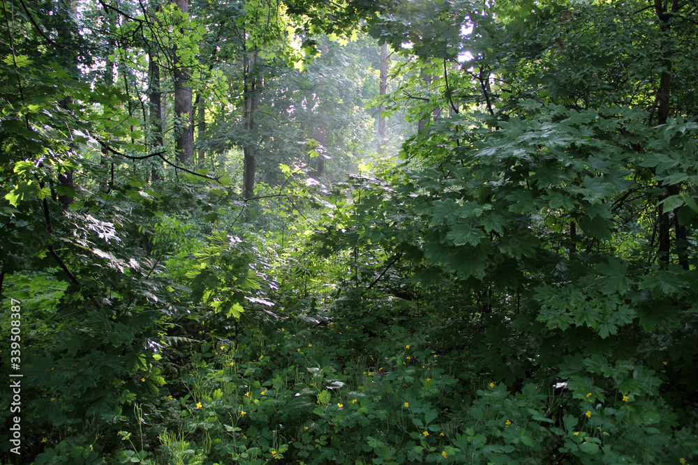 Beautiful summer forest landscape in the morning sun rays. Sunrise in ...