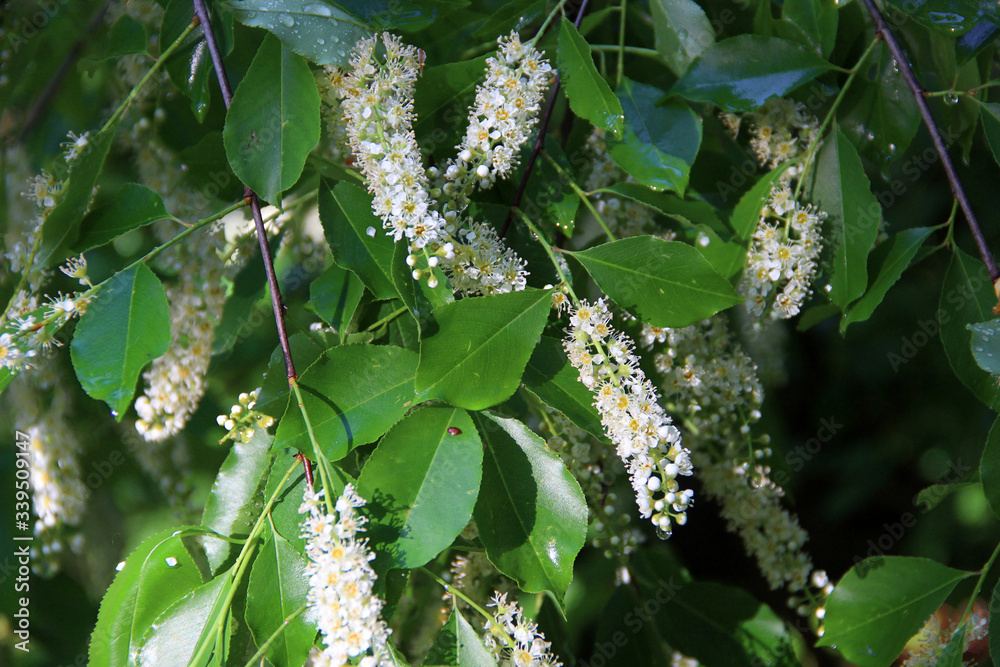 Beautiful forest landscape: spring flowering of trees close-up. Sunrise ...
