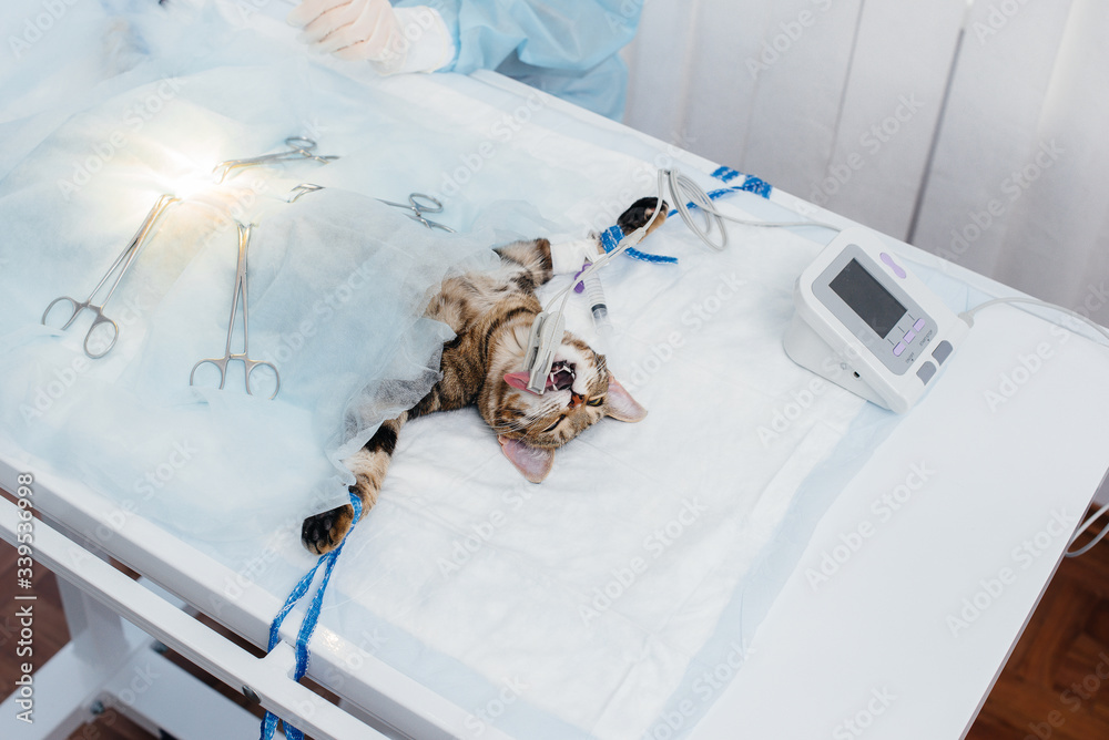 In a modern veterinary clinic, an operation is performed on an animal ...