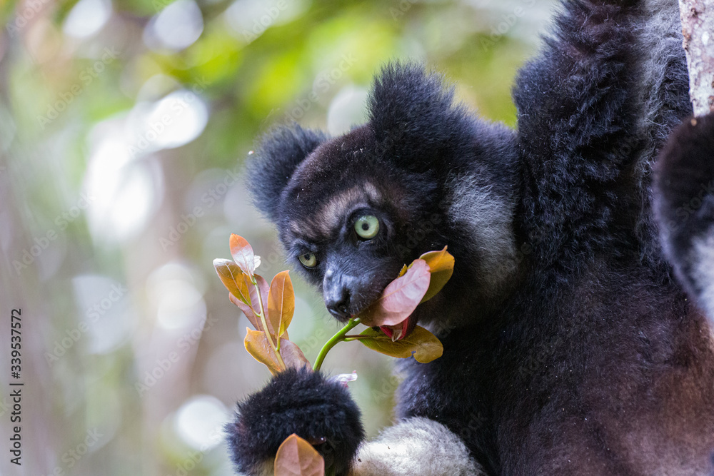 Indri lemur eating leafs in rainforest of Madagascar. Endemic to ...