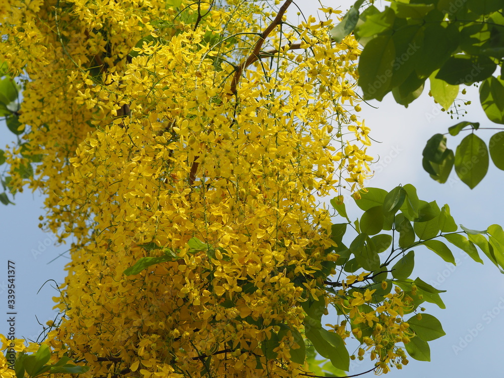 Yellow Color Flowers Cassia Fistula Golden Shower Tree Ratchaphruek