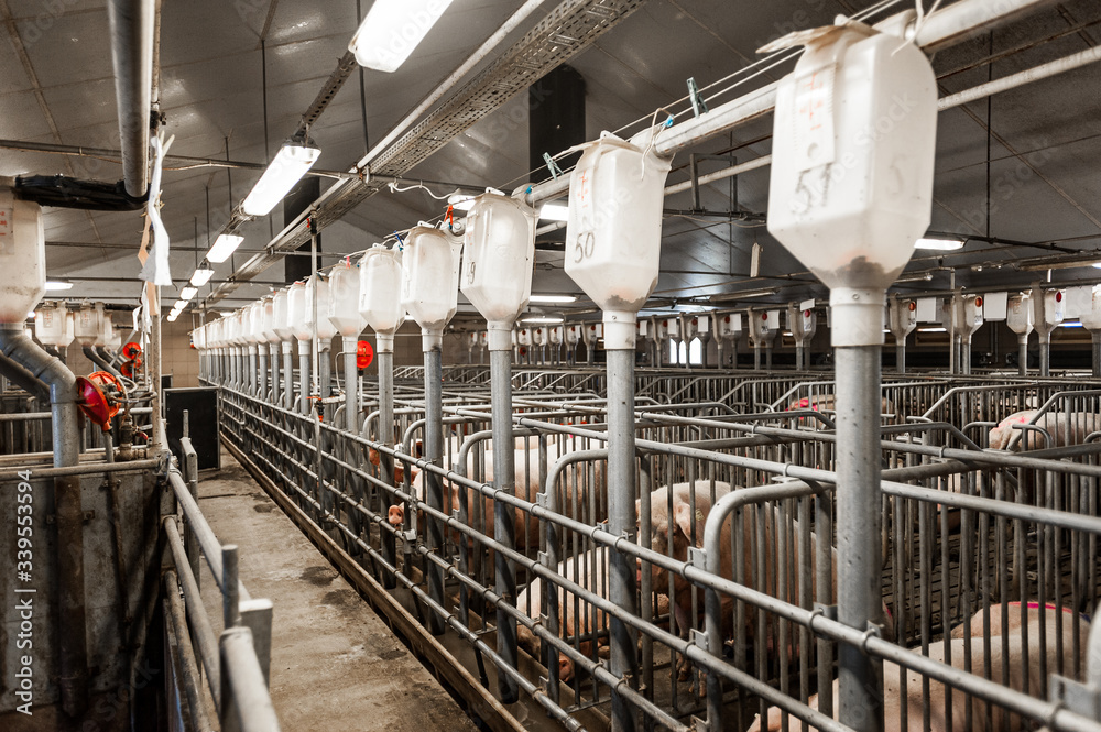 Pig breeding and pig production , animal husbandry - meat production ...