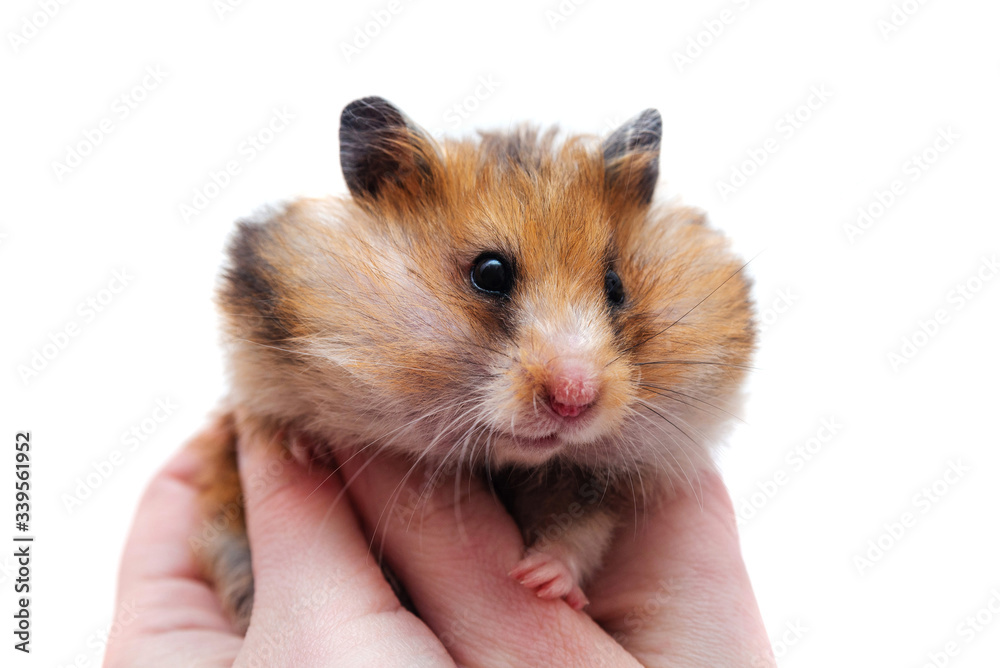 Hamsters With Food In Cheeks