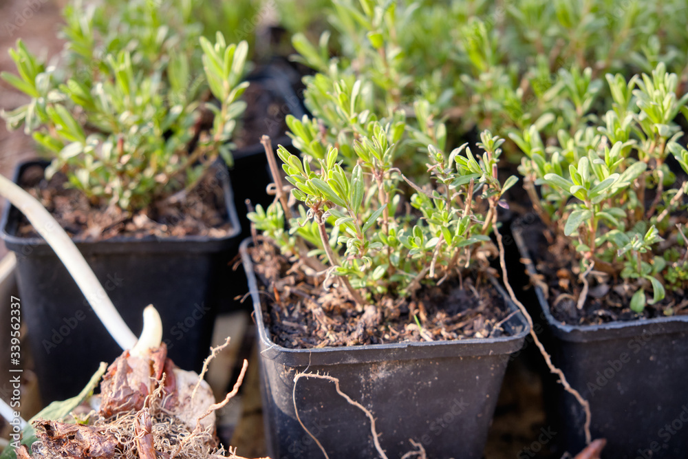 Foto de Young little hyssop plants in black plastic plant pots from the ...
