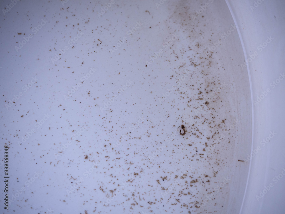 Many Mosquito larvae, Larvae diptera , larvae on a white background ...