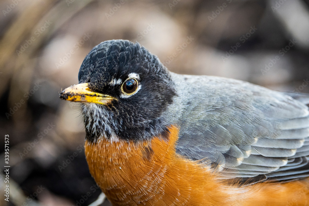 American robin foraging for insects and worms in the grass Stock Photo ...