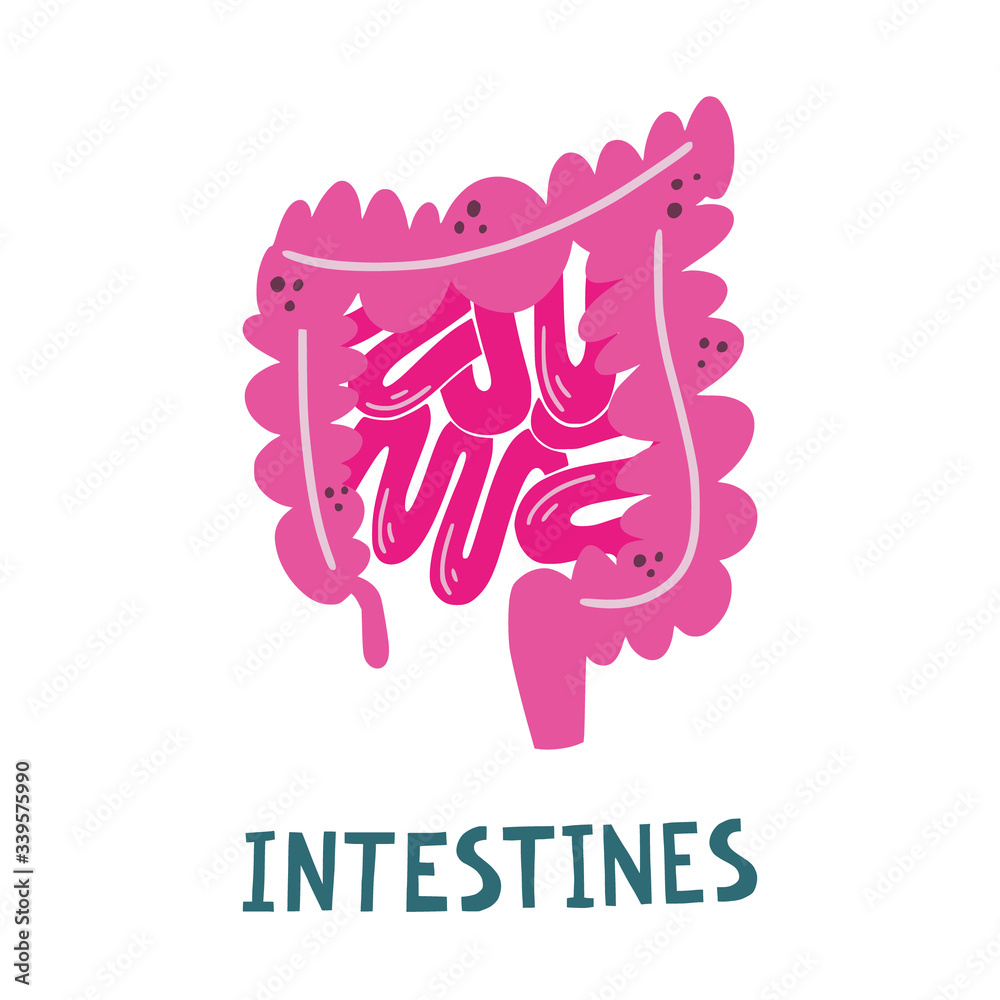 Vector isolated illustration of intestines with hand lettering. Colon ...