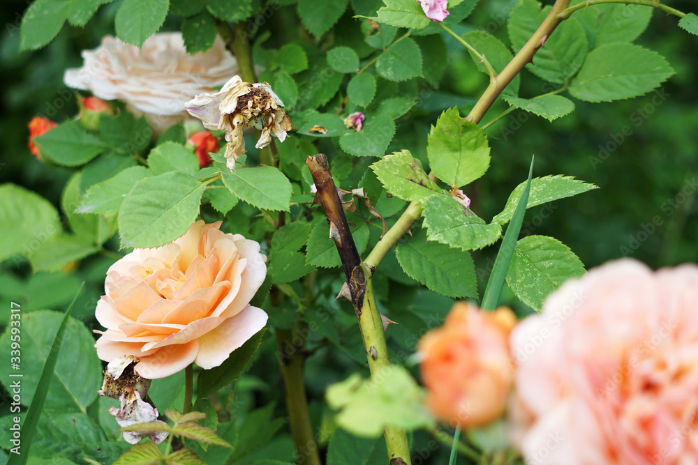 infectious burn on a stem of roses. spots on the shoots of roses Stock ...
