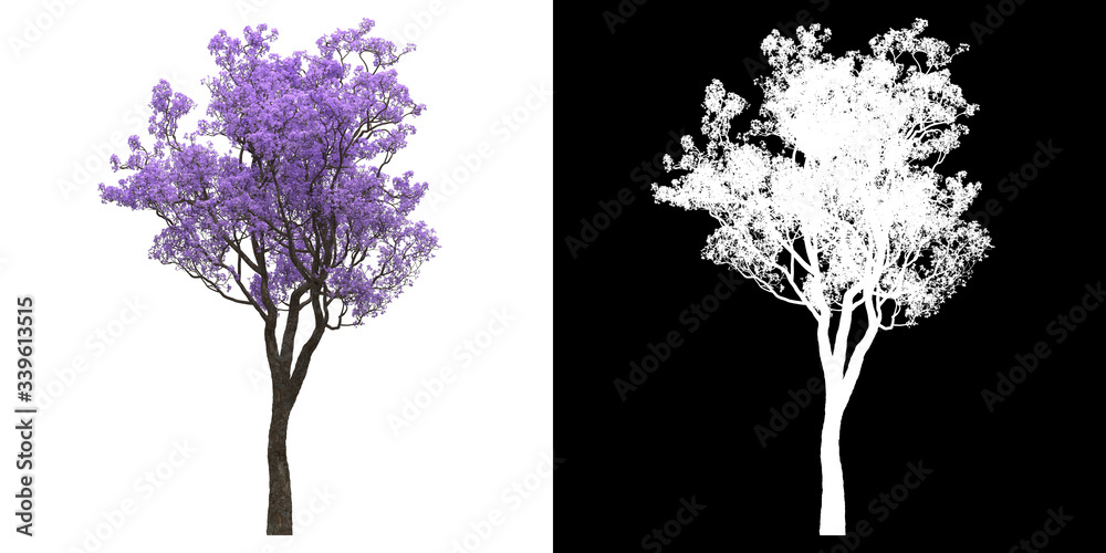Front view of tree (Jacaranda Mimosifolia) png with alpha channel to ...