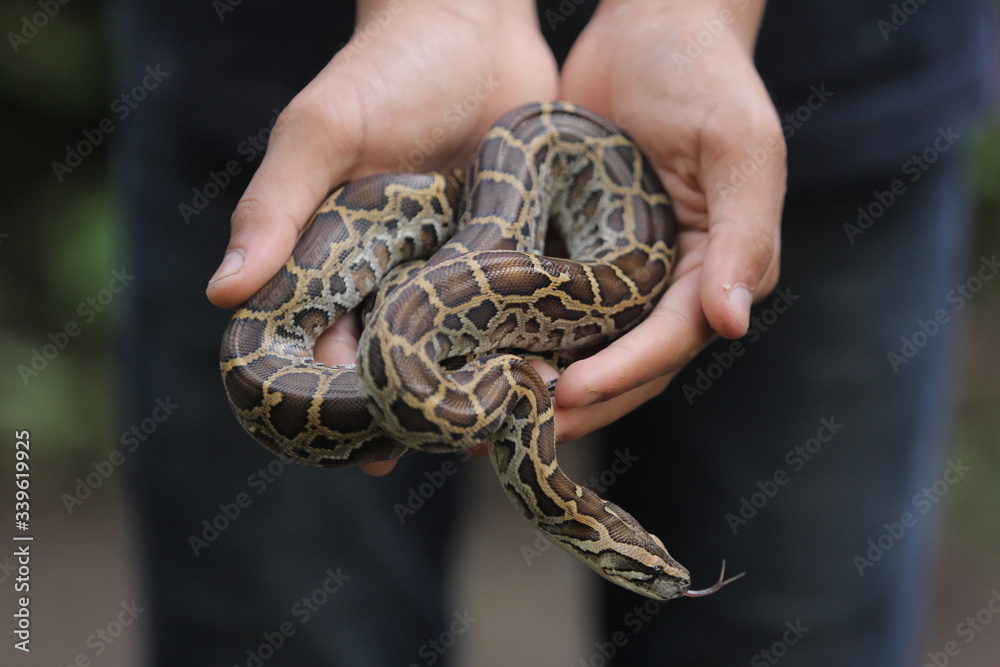 Python molurus is a large, nonvenomous python species native to ...