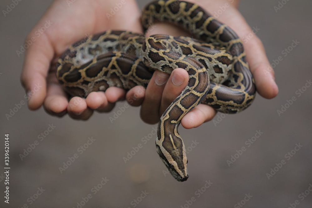 Poster Python molurus is a large, nonvenomous python species native to ...