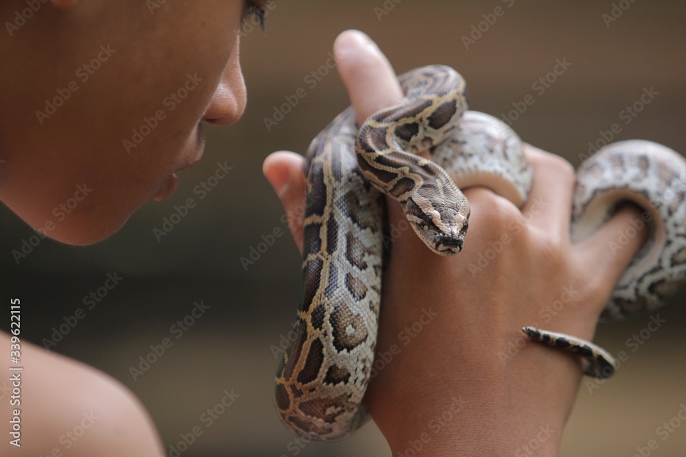 Python molurus is a large, nonvenomous python species native to ...