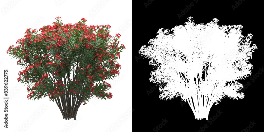 Left view of tree (Nerium Oleander) png with alpha channel to cutout 3D ...