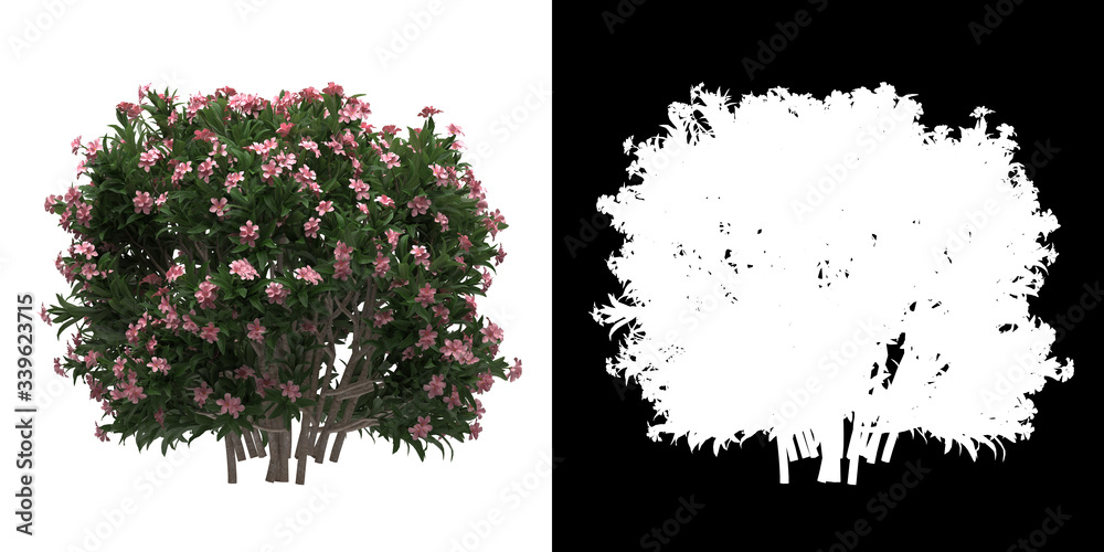 Front view of tree (Nerium Oleander Dwarf) png with alpha channel to ...