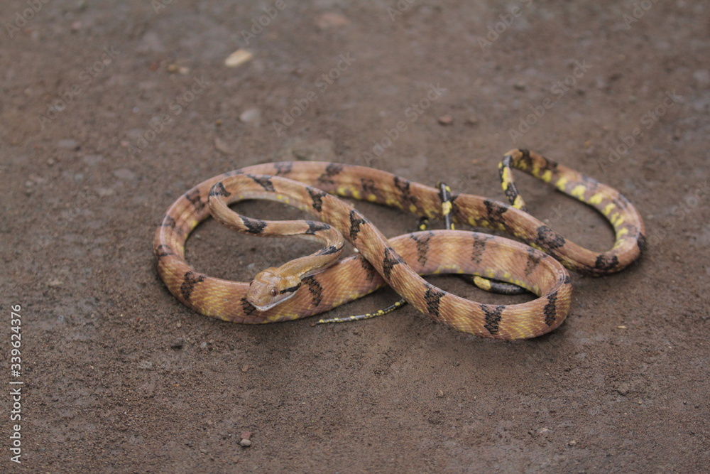 Boiga cynodon, commonly known as the dog-toothed cat snake, is a ...