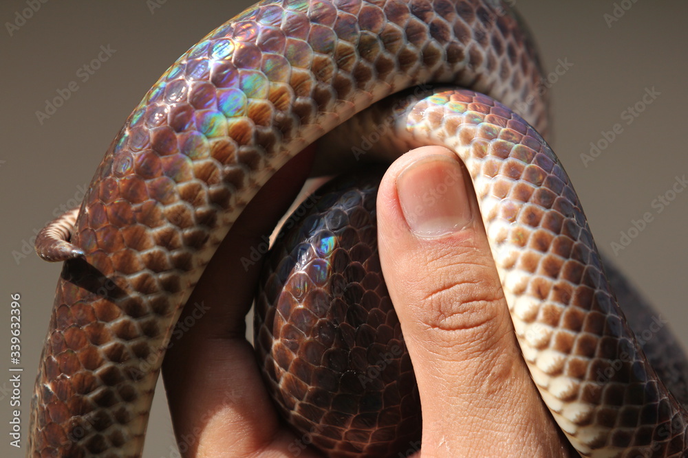 Xenopeltis unicolor is a non-venomous sunbeam snake species found in ...