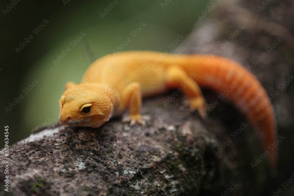 The common leopard gecko is a cathemeral, ground-dwelling lizard native ...