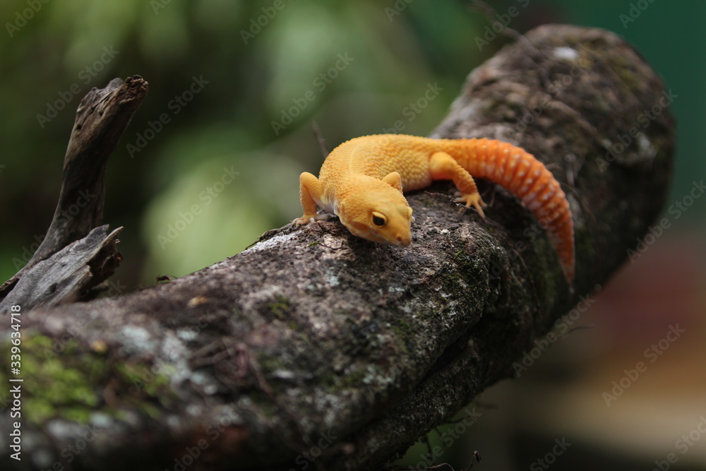 The common leopard gecko is a cathemeral, ground-dwelling lizard native ...