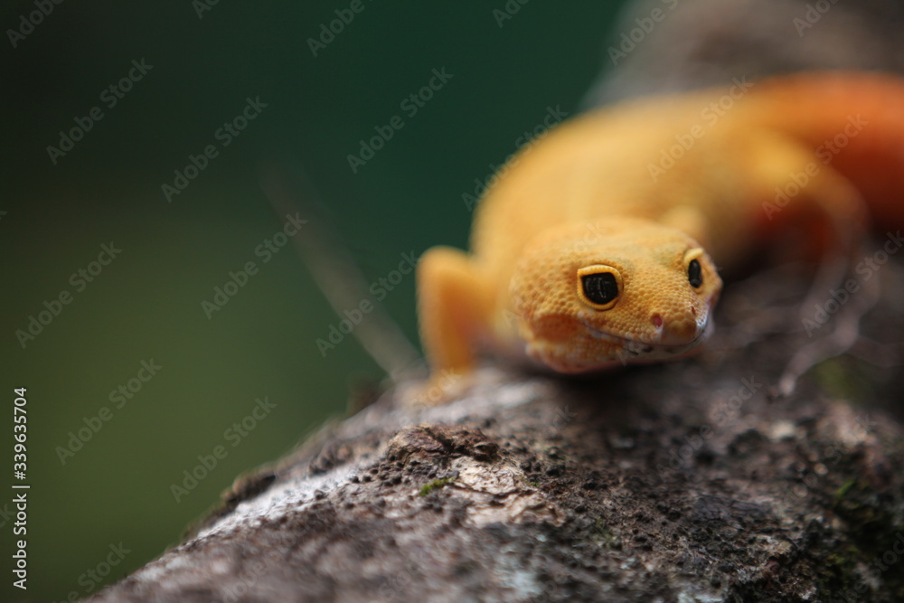 The common leopard gecko is a cathemeral, ground-dwelling lizard native ...