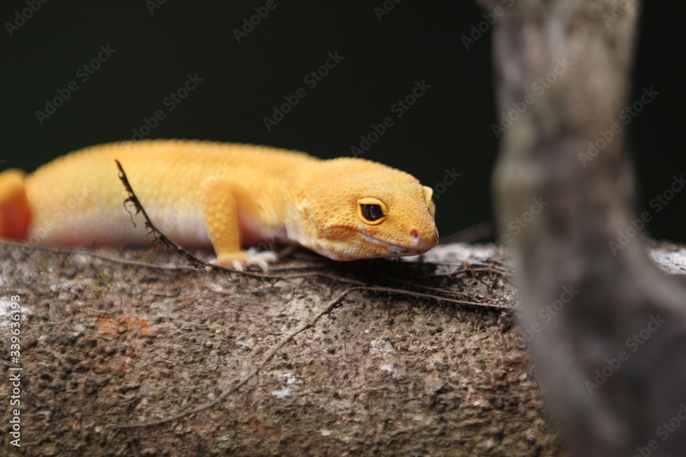 The common leopard gecko is a cathemeral, ground-dwelling lizard native ...