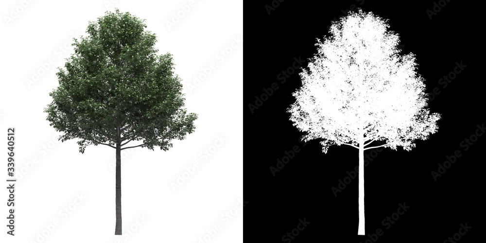 Front view of tree (Populus Alba Pyramidalis) png with alpha channel to ...