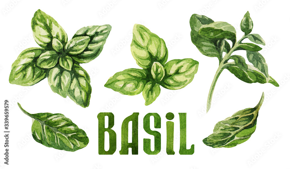 Basil. Hand drawing watercolor on white background. Can be used for ...