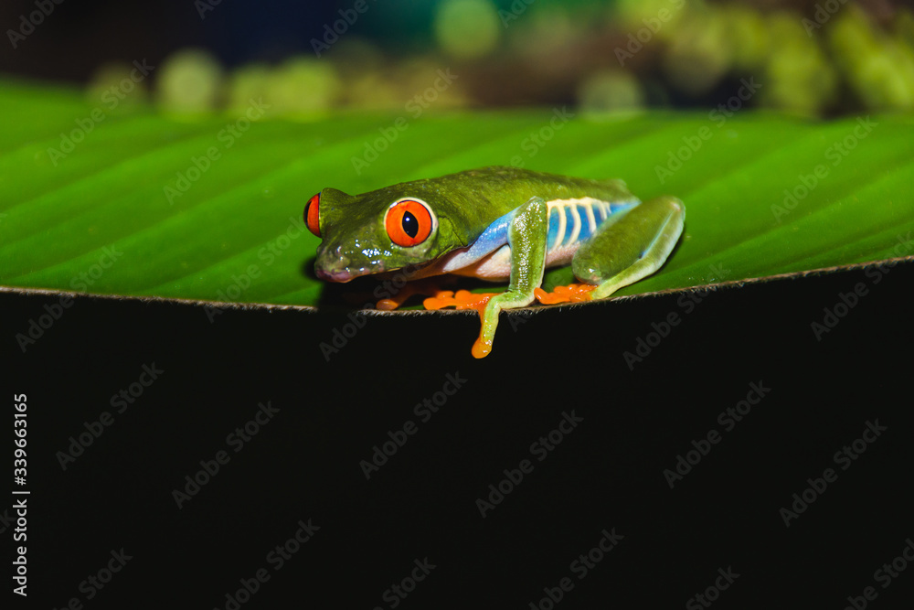 Red-eyed tree frog (Agalychnis callidryas) also called Gaudy leaf frog ...