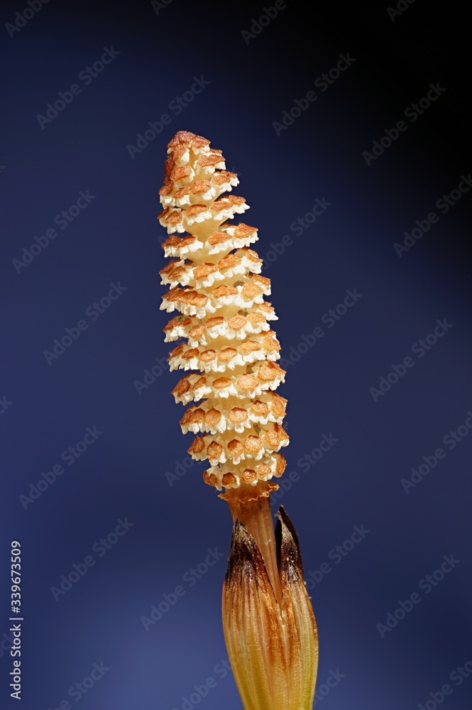 fertile shoot of common horsetail Equisetum arvense with blue ...