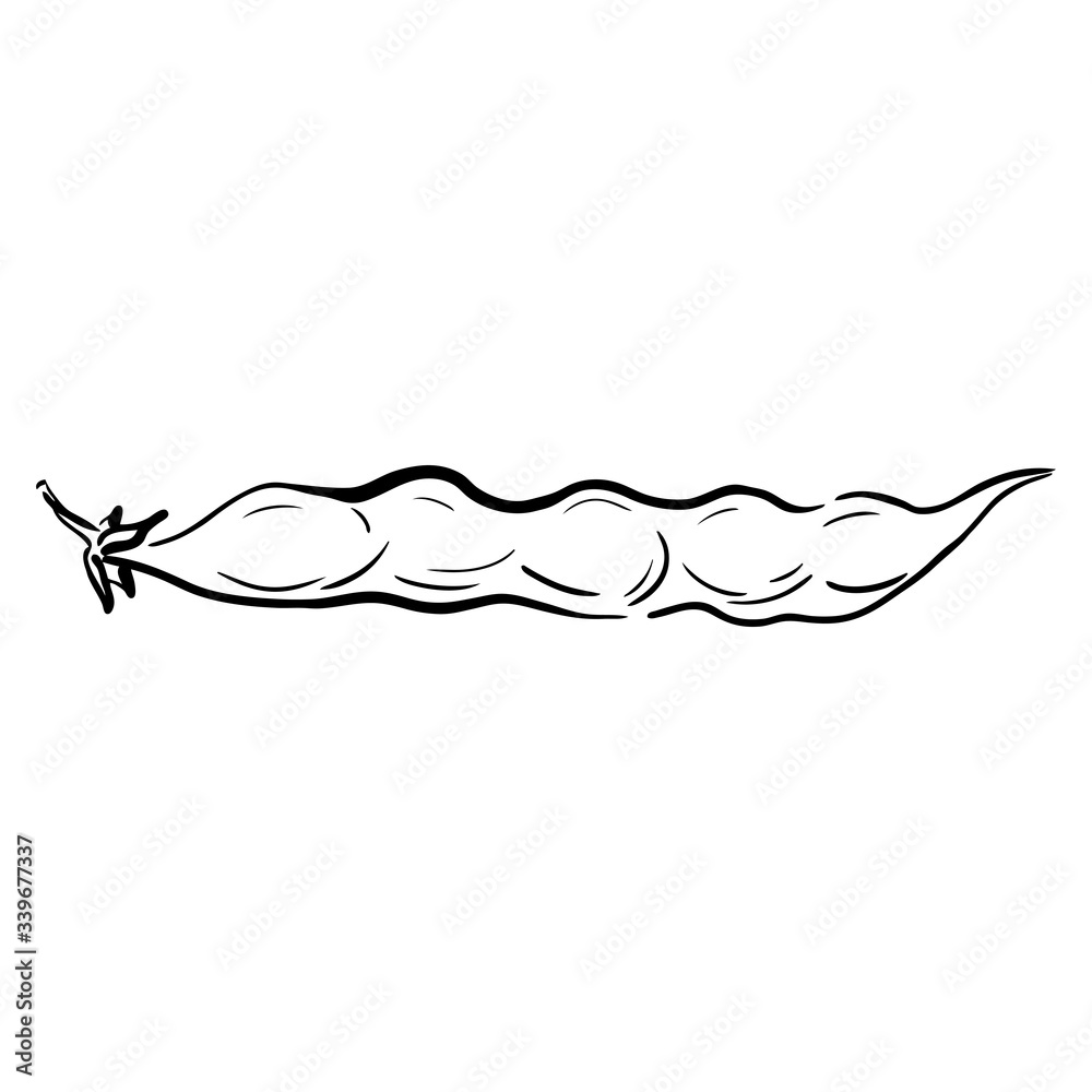 Hand drawn sketch of green bean. Fresh string bean isolated on white ...