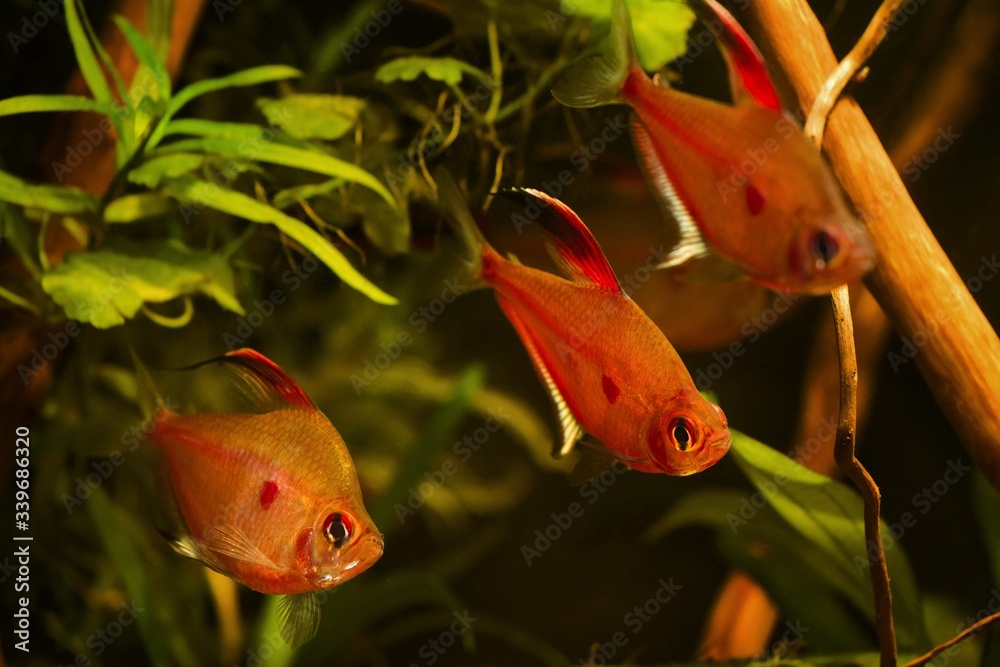 group of active bleeding heart tetra adult fish interact in blackwater ...