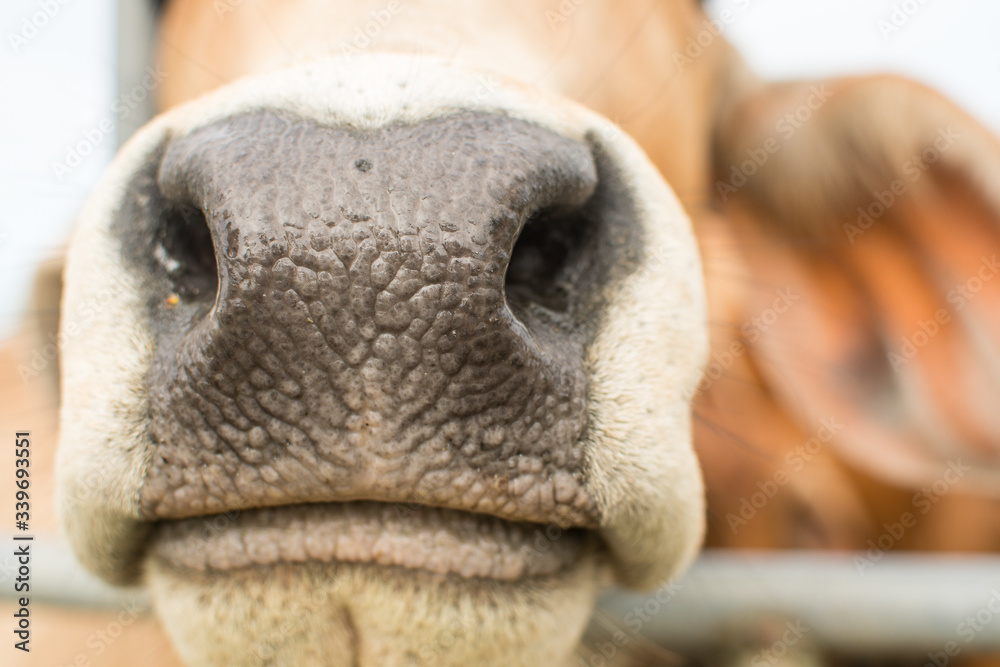Foto de Detail on curious young cow's nose showing it's dotty structure ...
