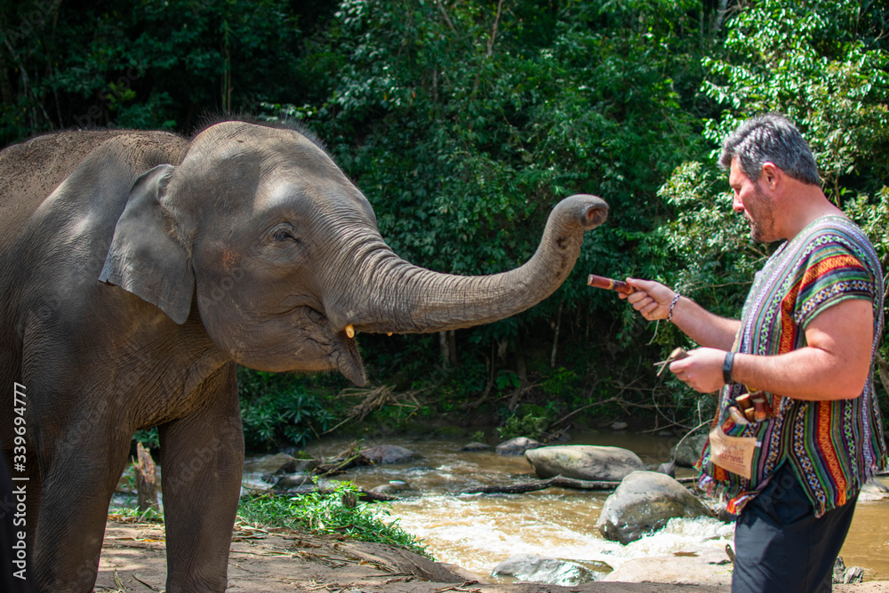 Man feeds a male Asian elephant sugar cane that he has in the pocket ...