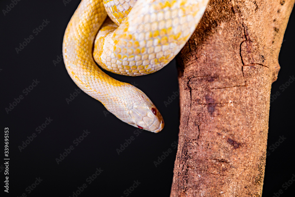 Beautiful hybrid snake, crossing of two species, corn snake and rat ...