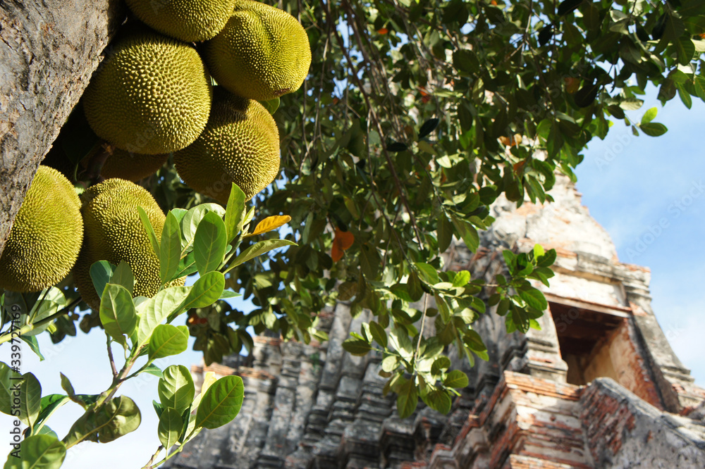 Durian tree growing in front of prang Temple Wat Phra Ram Thailand ...
