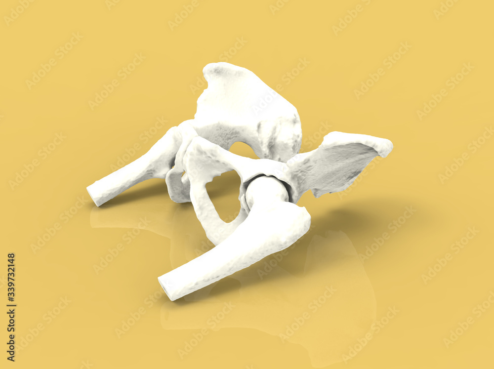 Model of human bone, hip anatomy, 3D render Stock Illustration | Adobe ...