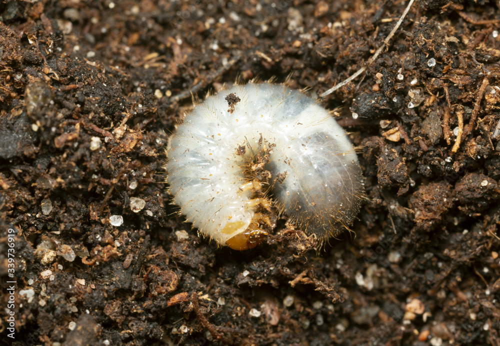Beetle larva in soil Stock Photo | Adobe Stock