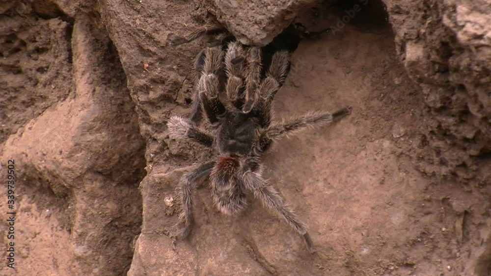 Huge tarantula spider in its natural habitat. Wild life inside the cave ...