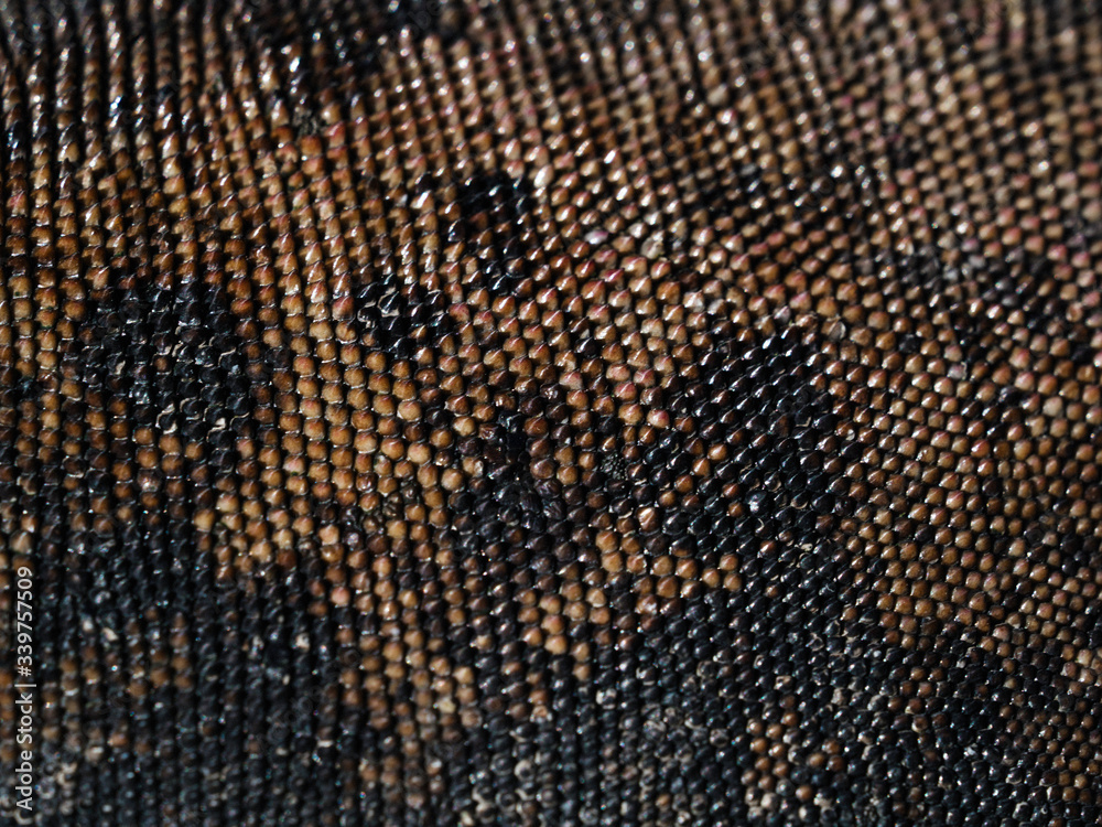 Iguana skin background Stock Photo | Adobe Stock