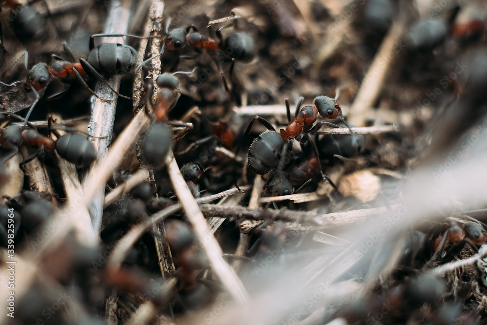 Ant army and society, teamwork. Red ant (Formica rufa) moving in ...